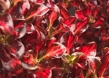 Coprosma Red – Sydney's Plant Market