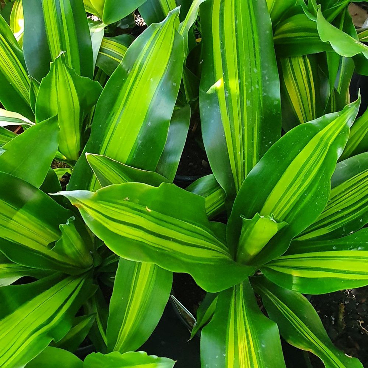 Dracaena Fragrans Golden Heart – Sydney's Plant Market