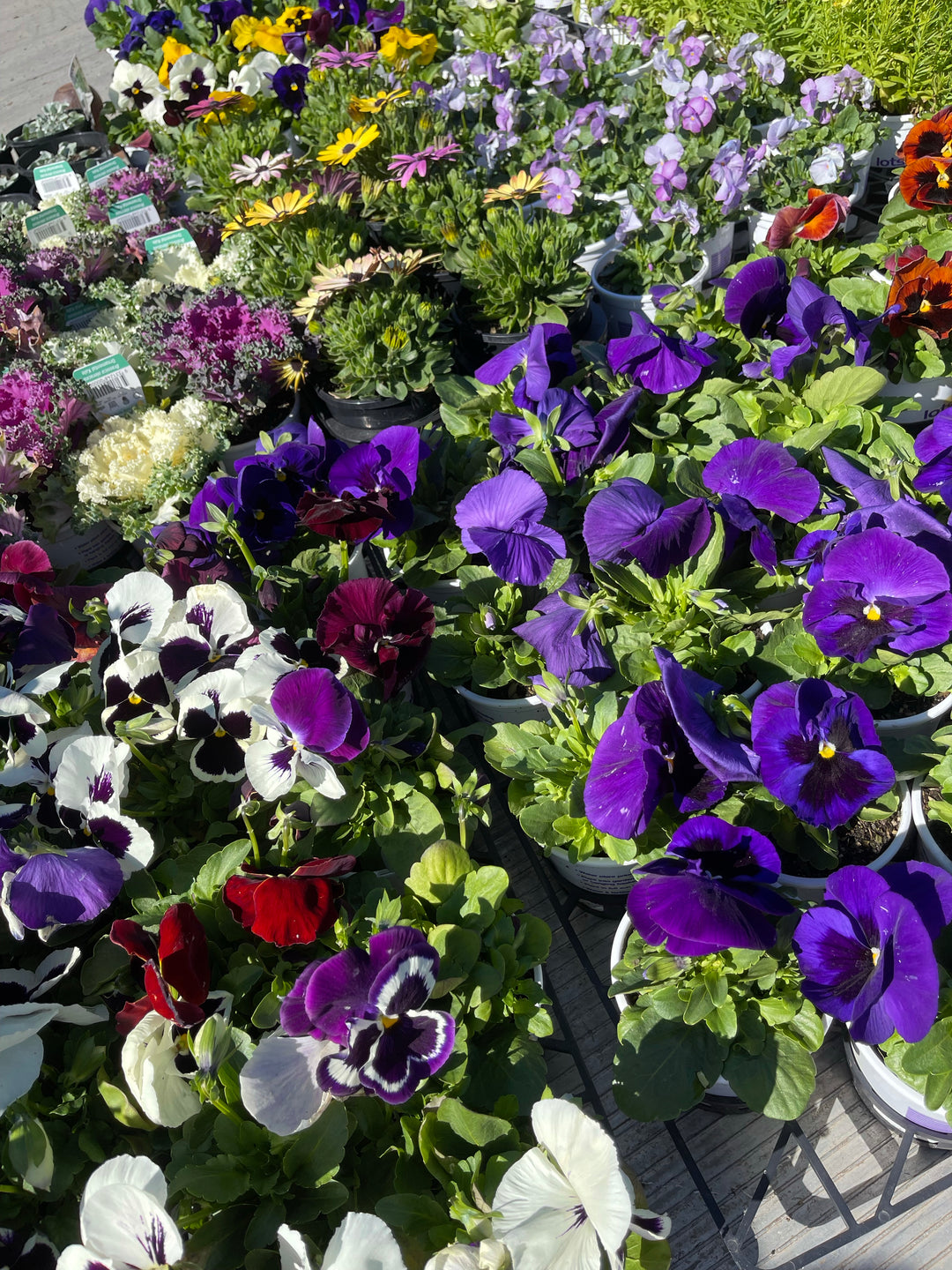 POTTED COLOUR - SEASONAL ASSORTED – Sydney's Plant Market