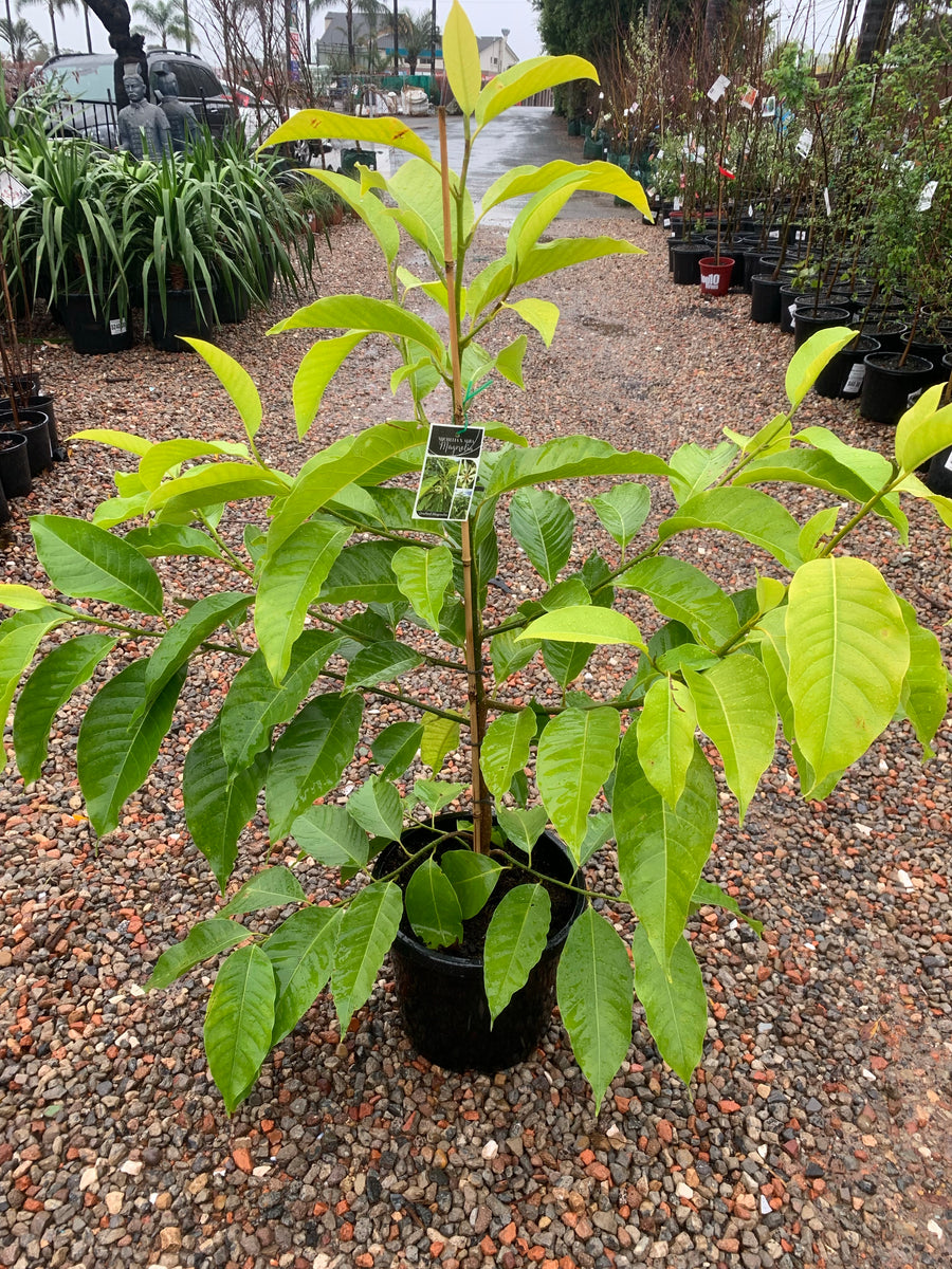 Magnolia Michaela x Alba – Sydney's Plant Market