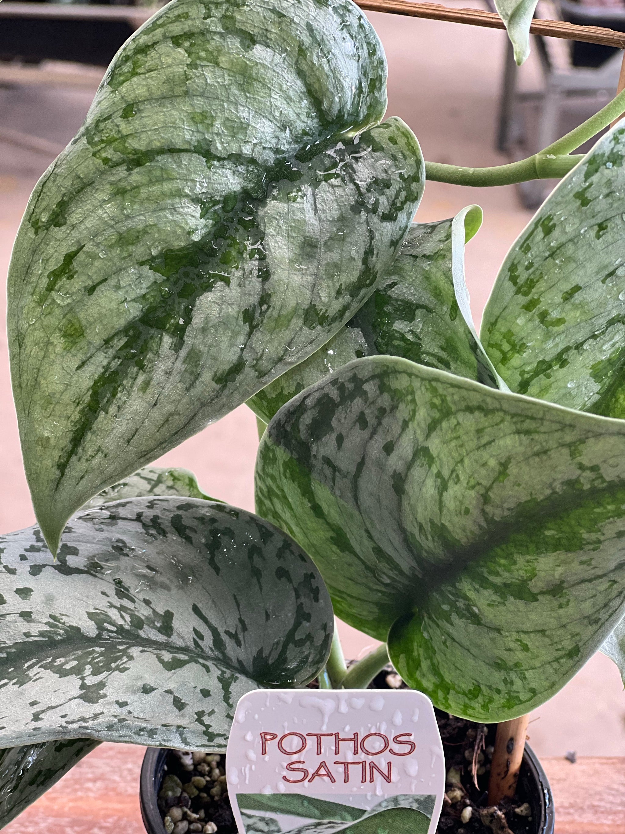 Scindapsus Pictus - Satin Pothos – Sydney's Plant Market