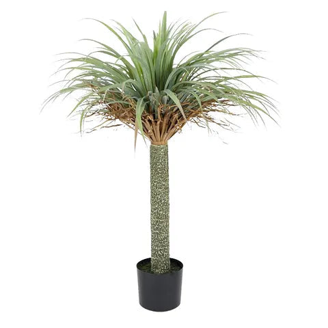 YUCCA TREE 105CM W POT 17X15CM - – Sydney's Plant Market