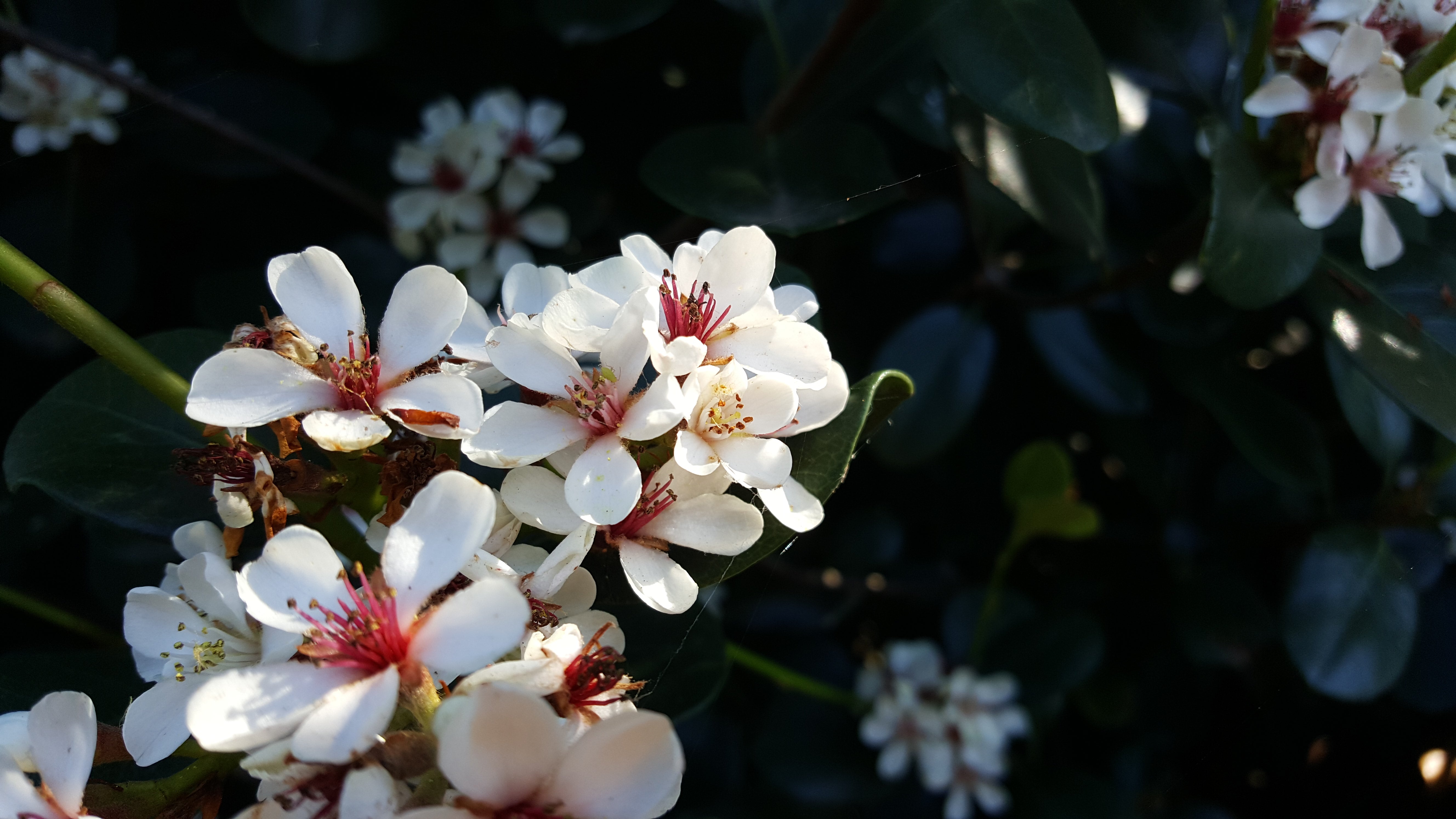 RHAPHIOLEPSIS SNOW MAIDEN – Sydney's Plant Market