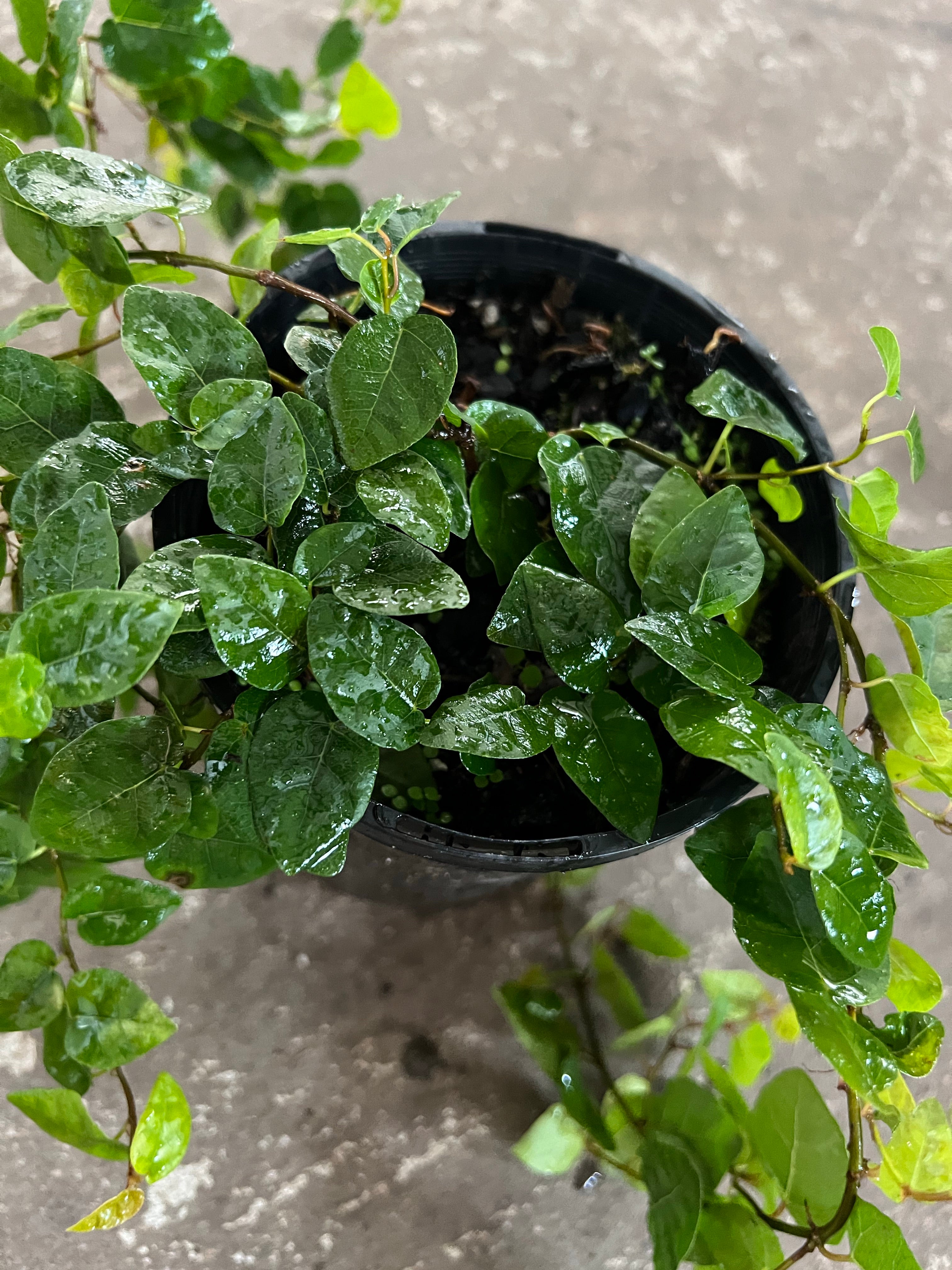 FICUS PUMILA GREEN - CLIMBING FIG – Sydney's Plant Market