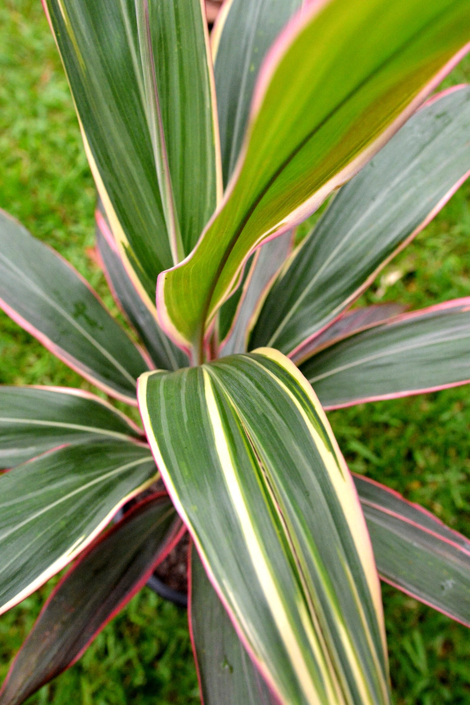 Cordyline Fruticosa Pink Diamond – Sydney's Plant Market